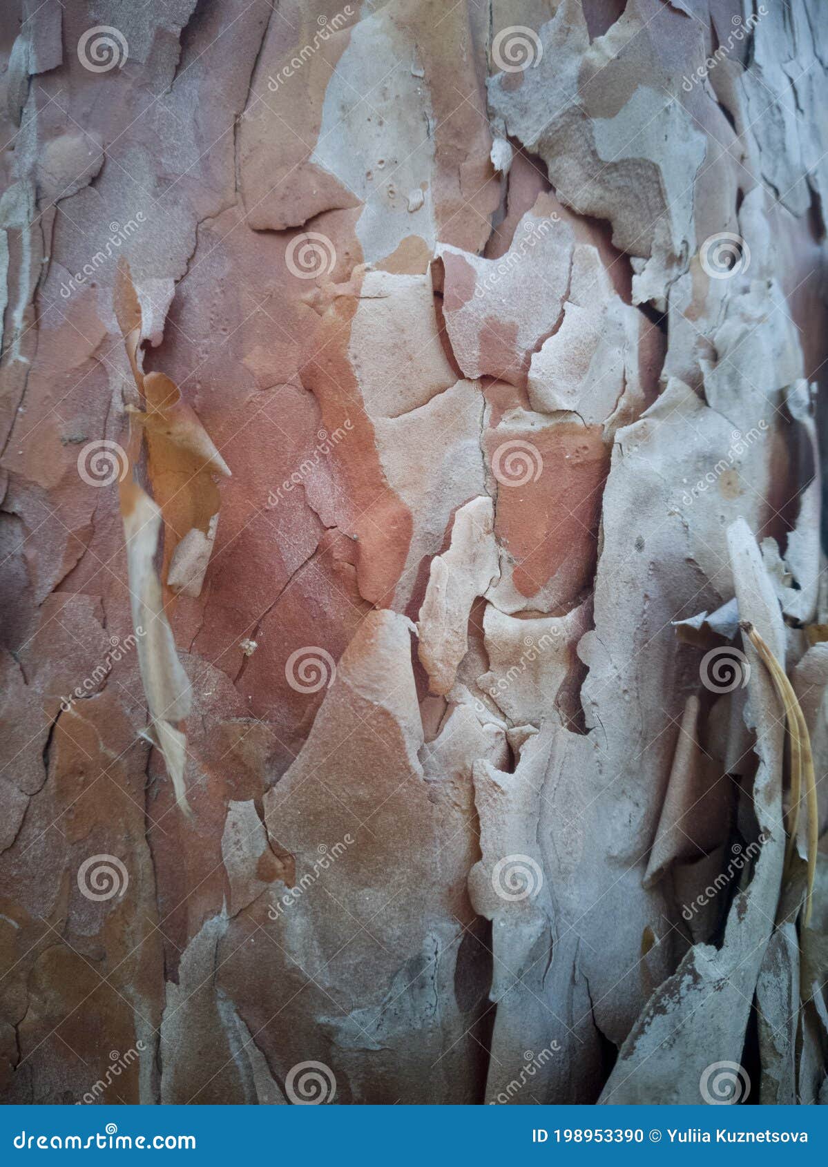 Renewed Thin Skin of a Tree on a Pine Trunk, Autumn Tree. Natural ...