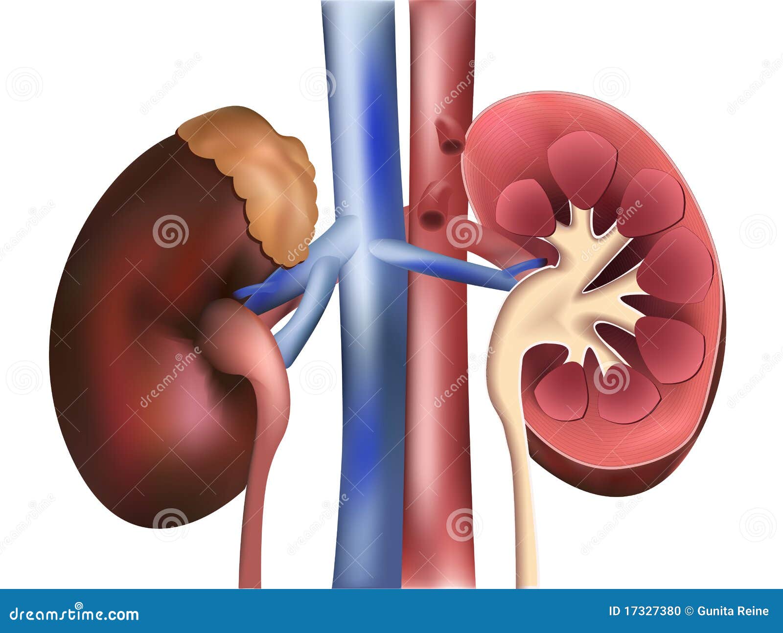 Reni illustrazione vettoriale. Illustrazione di umano - 17327380