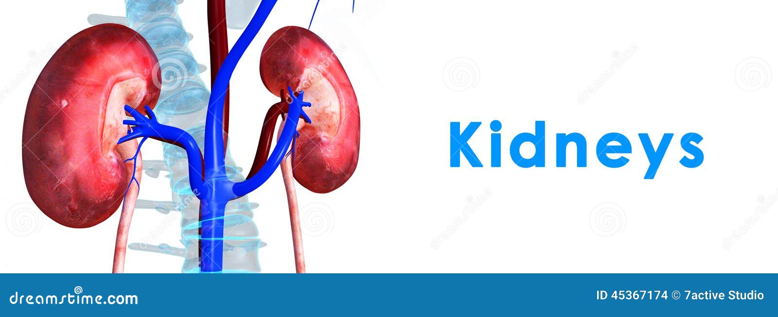 Reni illustrazione di stock. Illustrazione di medicina - 45367174