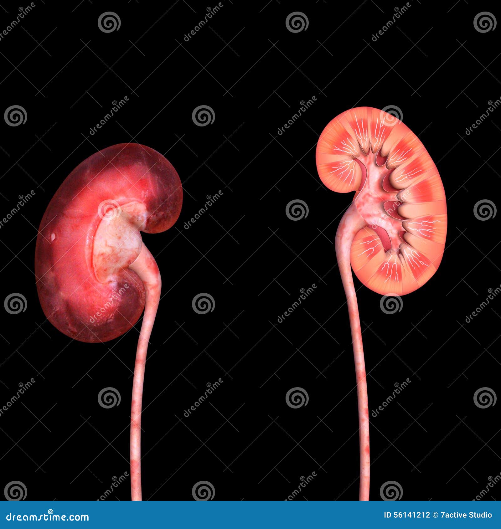 Reni fotografia stock. Immagine di uomo, corpo, reni - 56141212