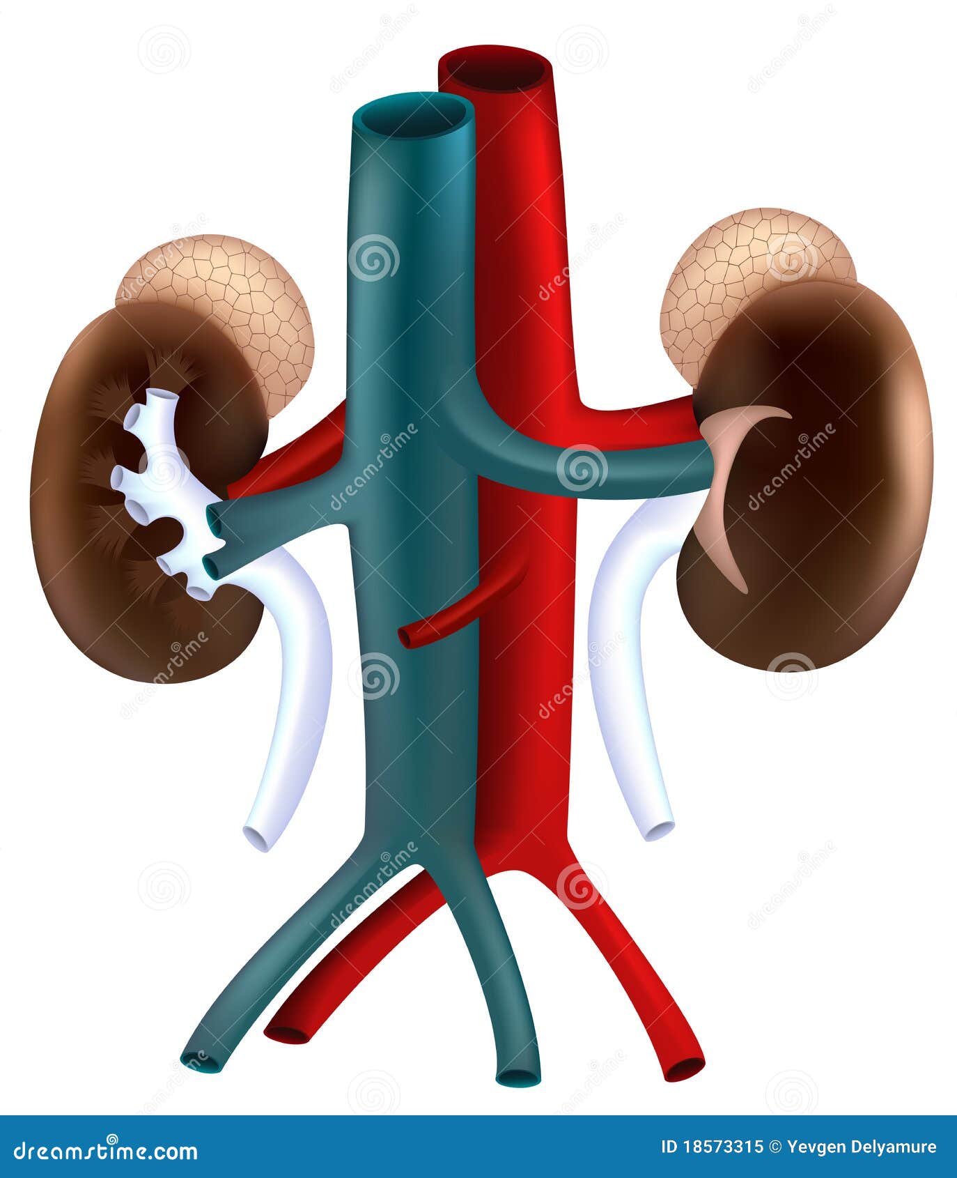 Reni Umani Che Insegnano Al Modello Illustrazione Vettoriale ...