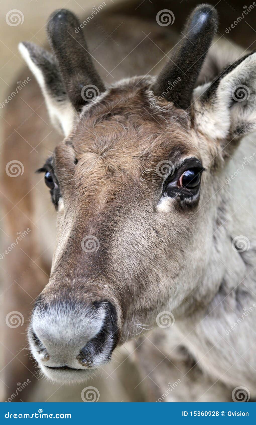 Renifer zdjęcie stock. Obraz złożonej z kopytny, renifer - 15360928