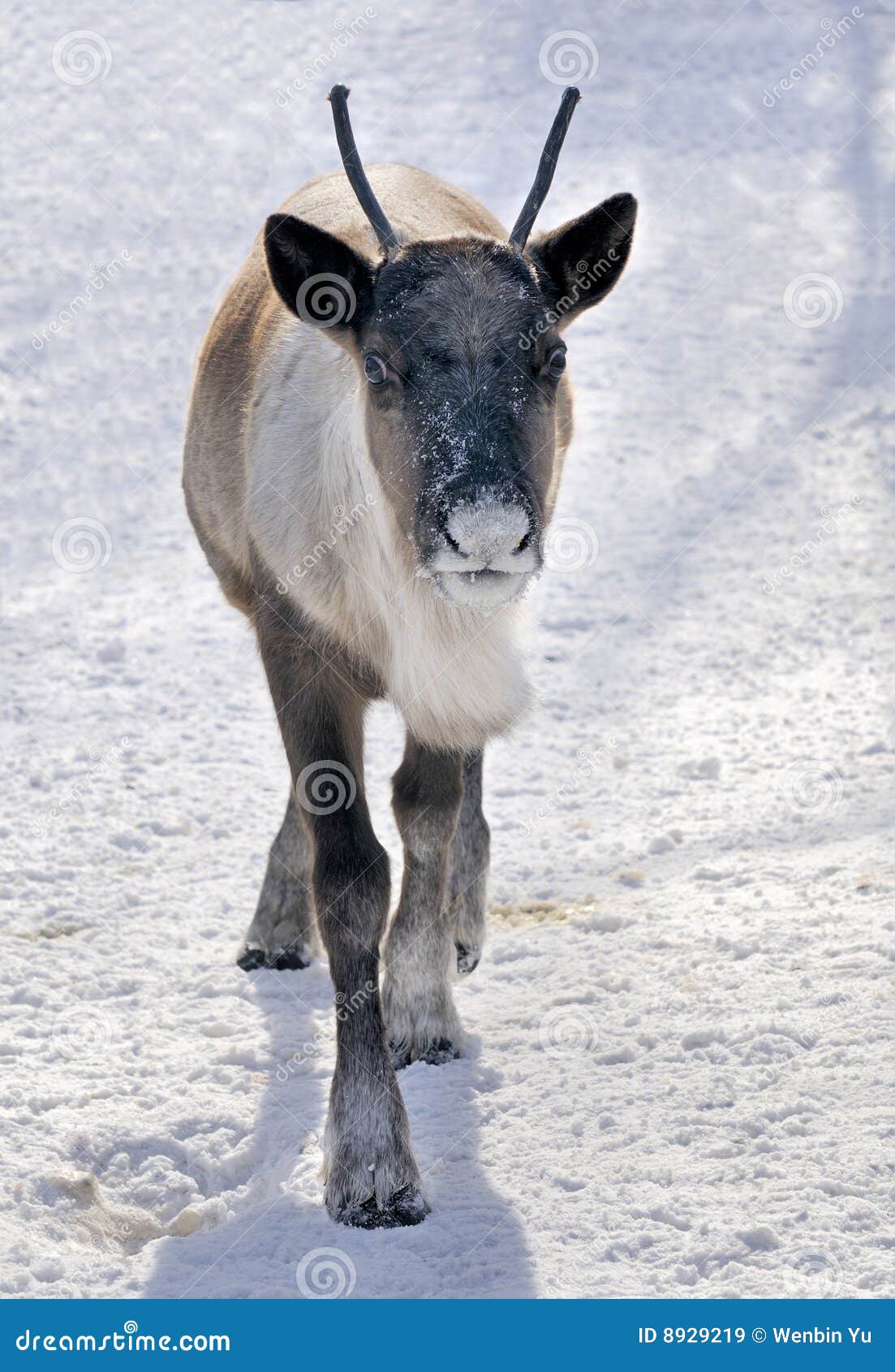 Renifer obraz stock. Obraz złożonej z deere, zima, ssaki - 8929219