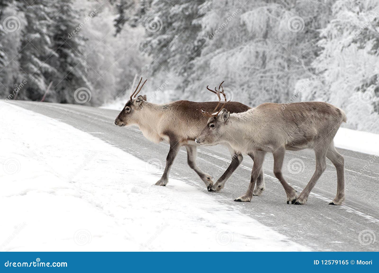 Renna immagine stock. Immagine di pavimentazione, corno - 12579165