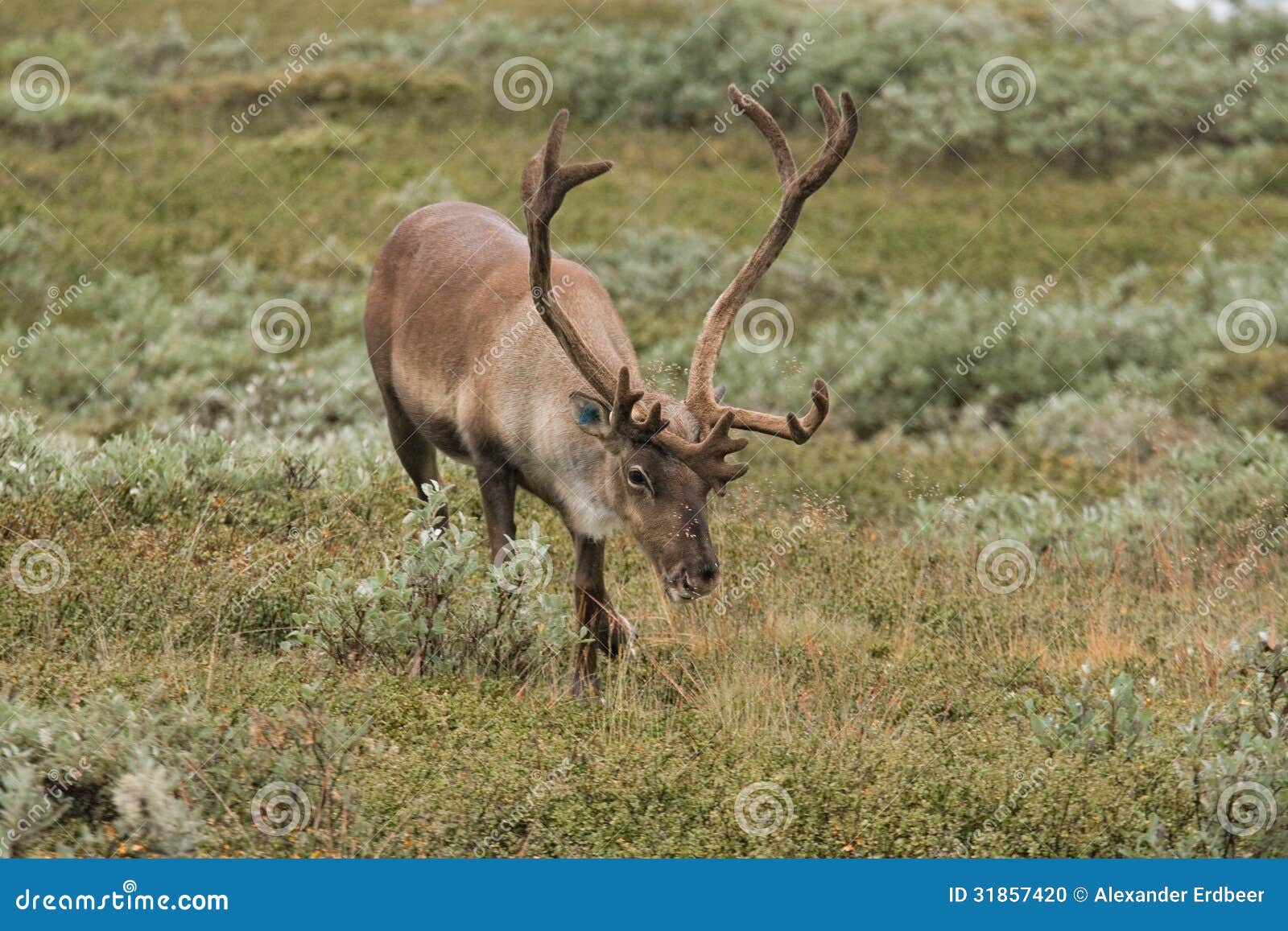 Renna fotografia stock. Immagine di montagna, renna, verde - 31857420