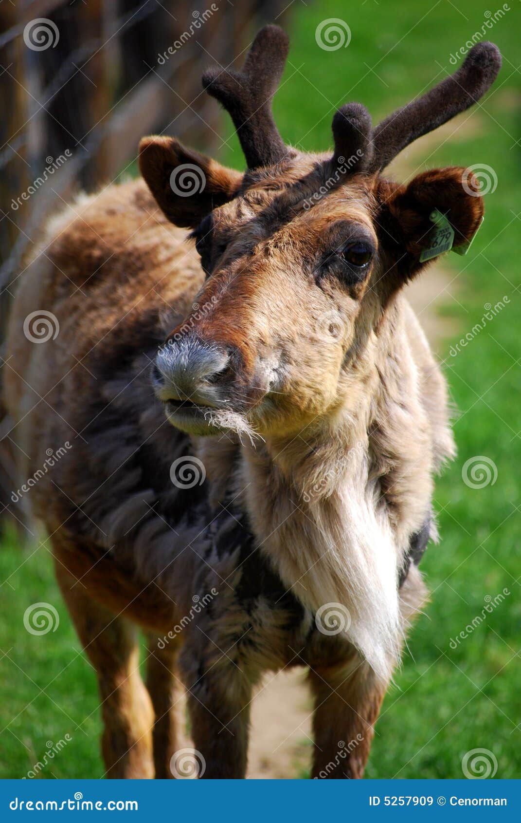 Renna immagine stock. Immagine di pets, podere, renna - 5257909