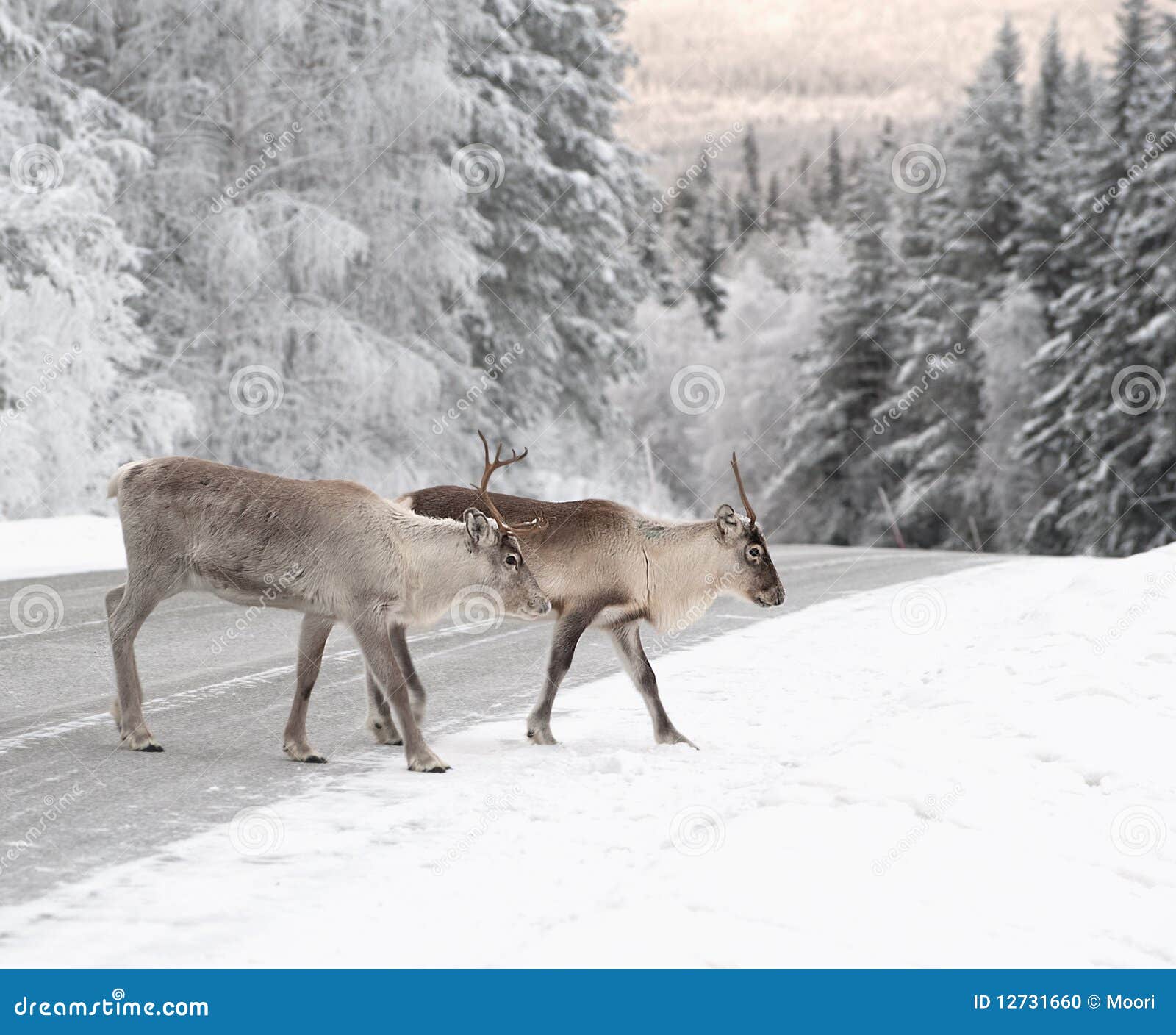 Renne photo stock. Image du faune, scandinavie, neige - 12731660