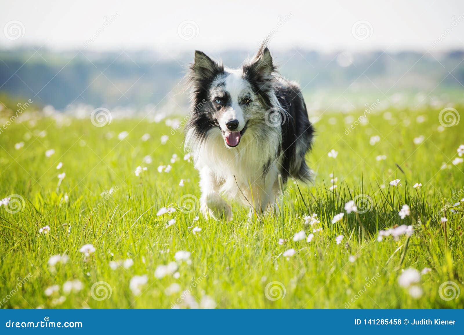 Running Border Collie Dog in a Flower Meadow Stock Photo - Image of ...