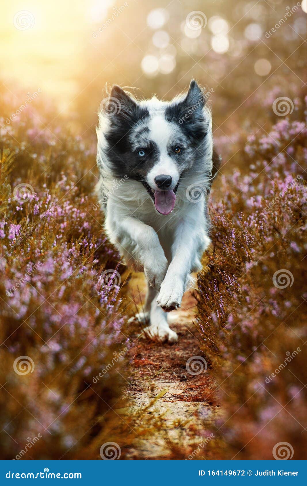 Border Collie Running in Heather Flowers Stock Photo - Image of friend ...
