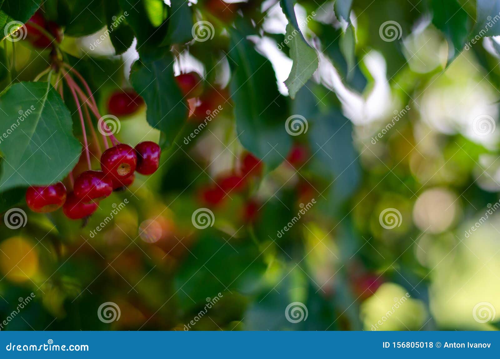 Rennet Tree. Red Ripe Apples on a Branch Apple Tree Small Apple Stock ...