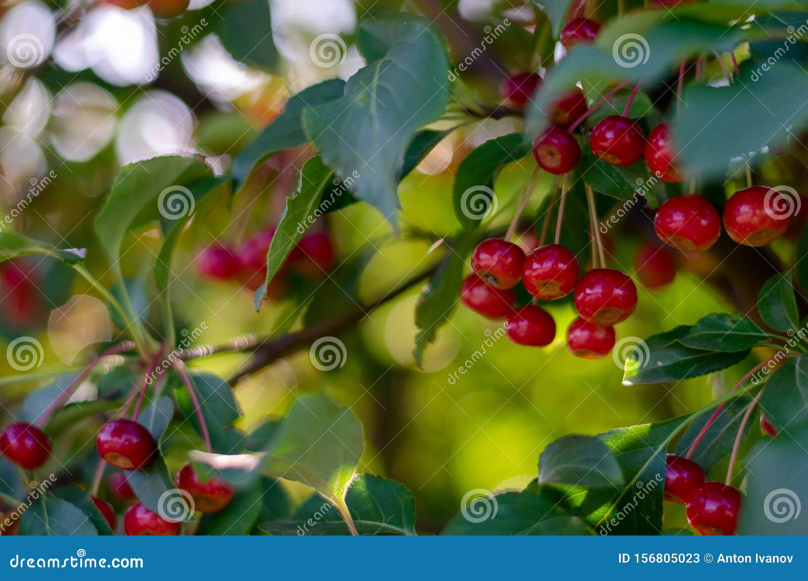 Rennet Tree. Red Ripe Apples on a Branch Apple Tree Small Apple Stock ...
