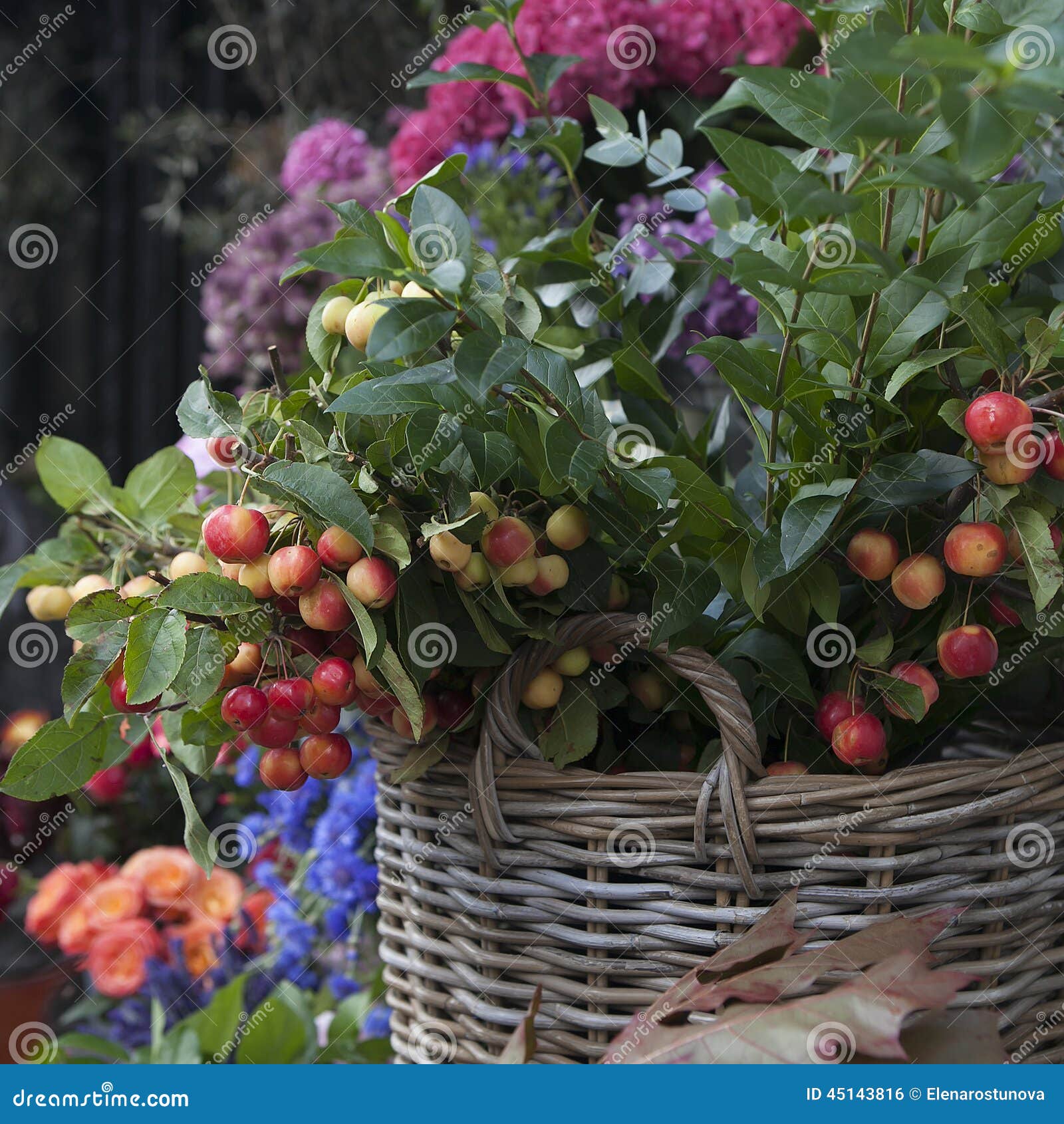 Rennet Tree in Wicker Basket Stock Photo - Image of forest, decoration ...