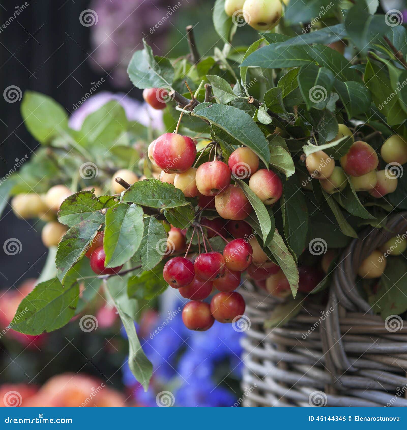 Rennet Tree in Wicker Basket Stock Photo - Image of branch, flower ...