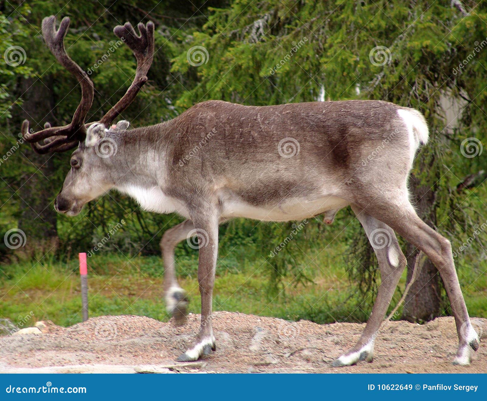 Reno imagen de archivo. Imagen de claxon, reno, verano - 10622649