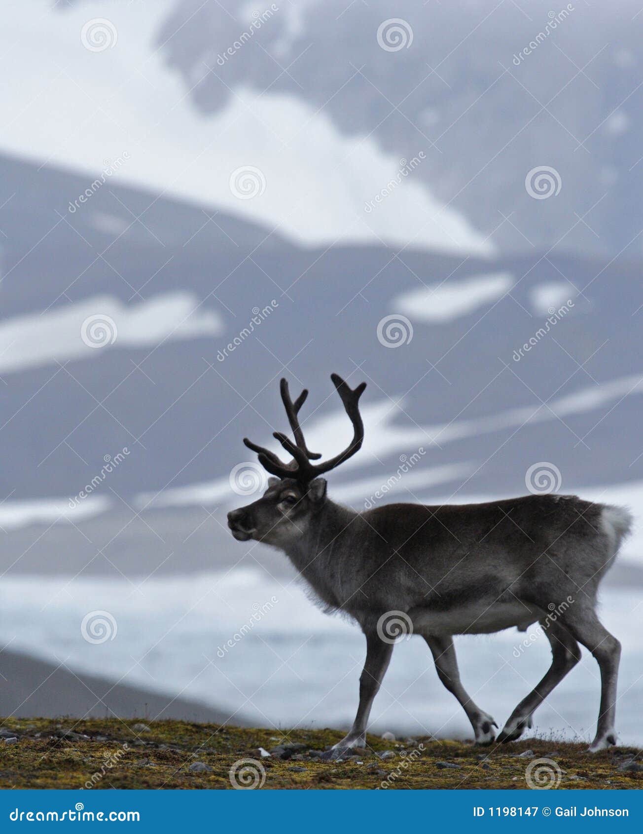 Reno imagen de archivo. Imagen de svalbard, johnson, océano - 1198147