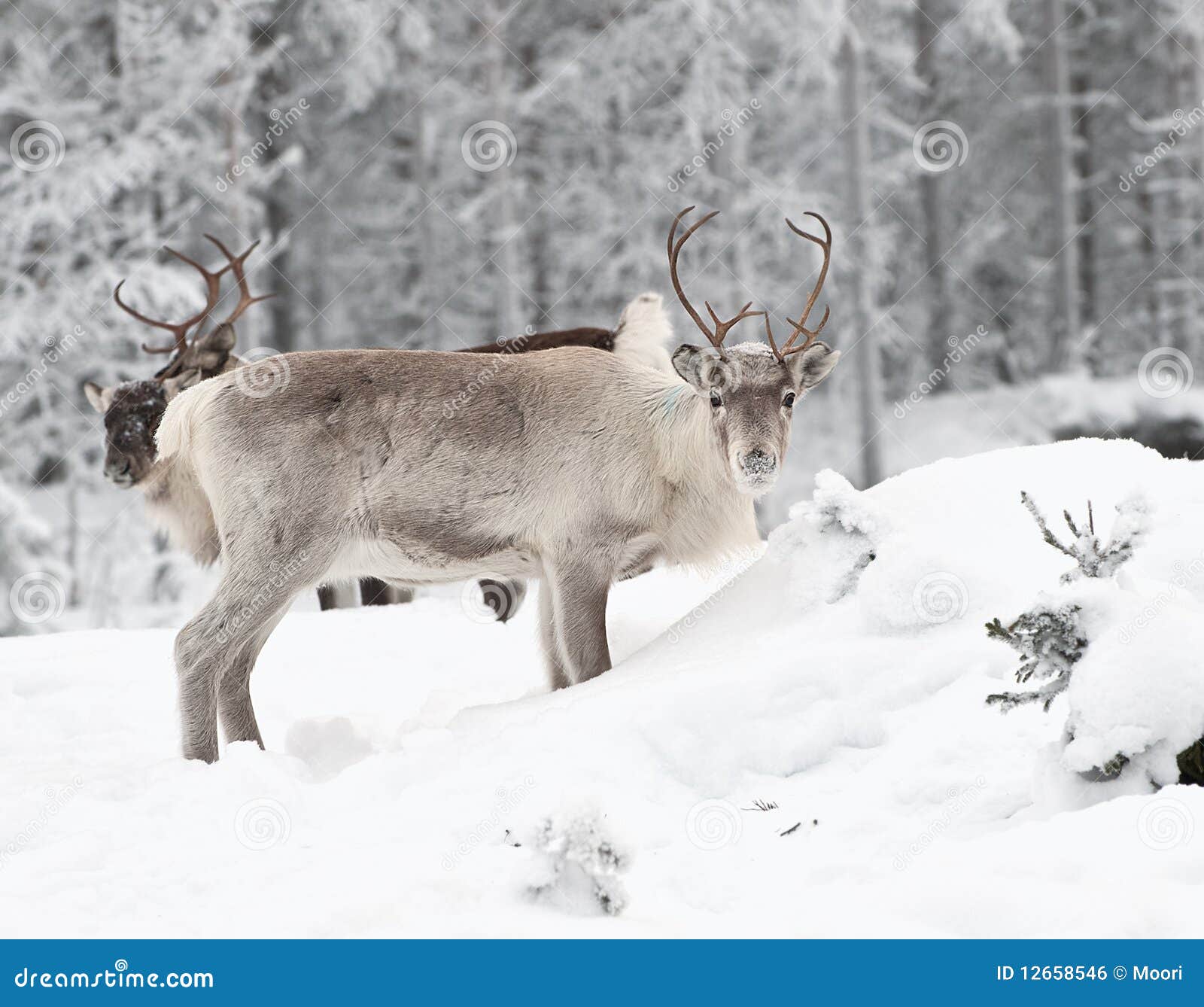 Reno foto de archivo. Imagen de cornamenta, caza, reno - 12658546