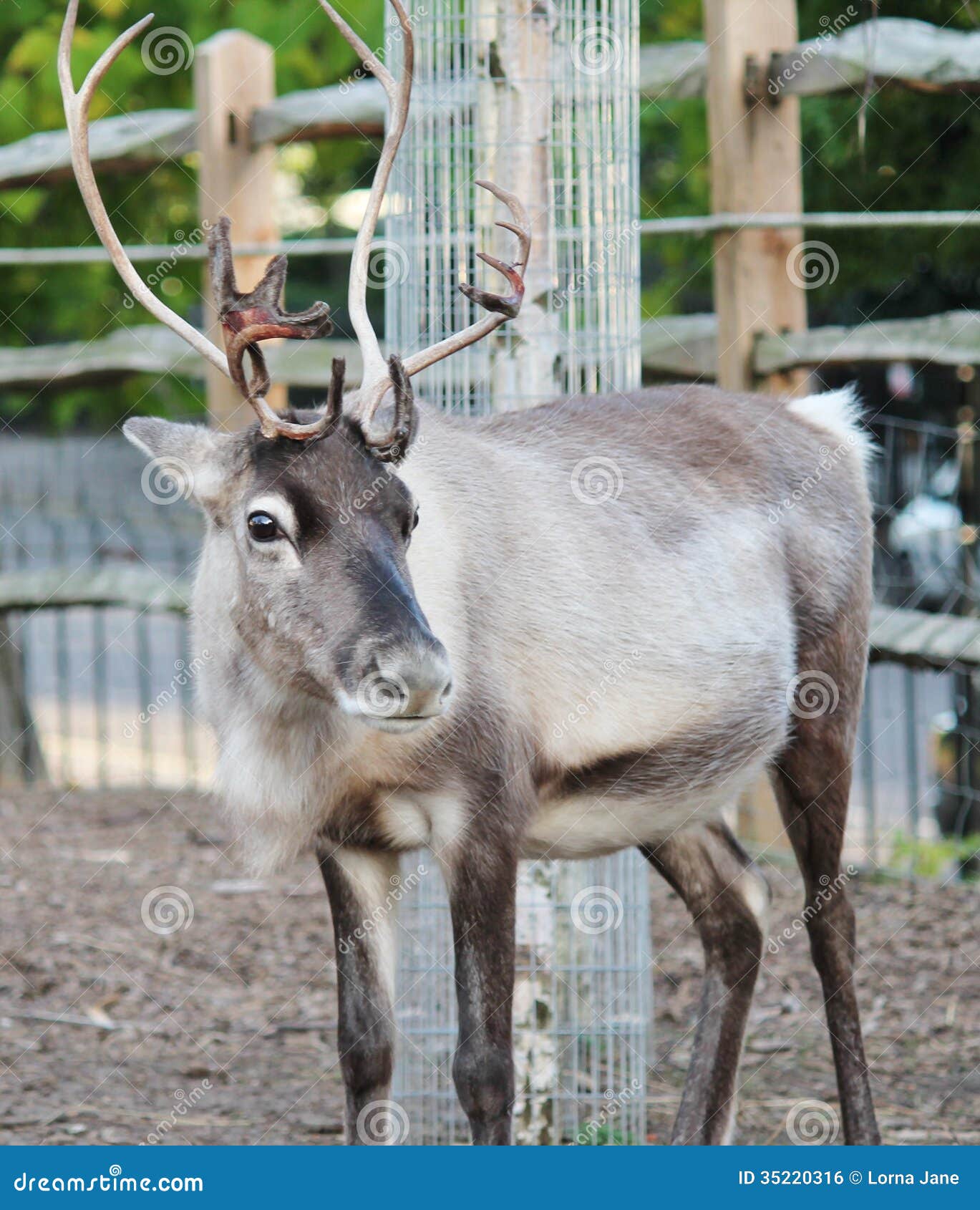 Reno foto de archivo. Imagen de capa, norte, animal, cornamenta - 35220316