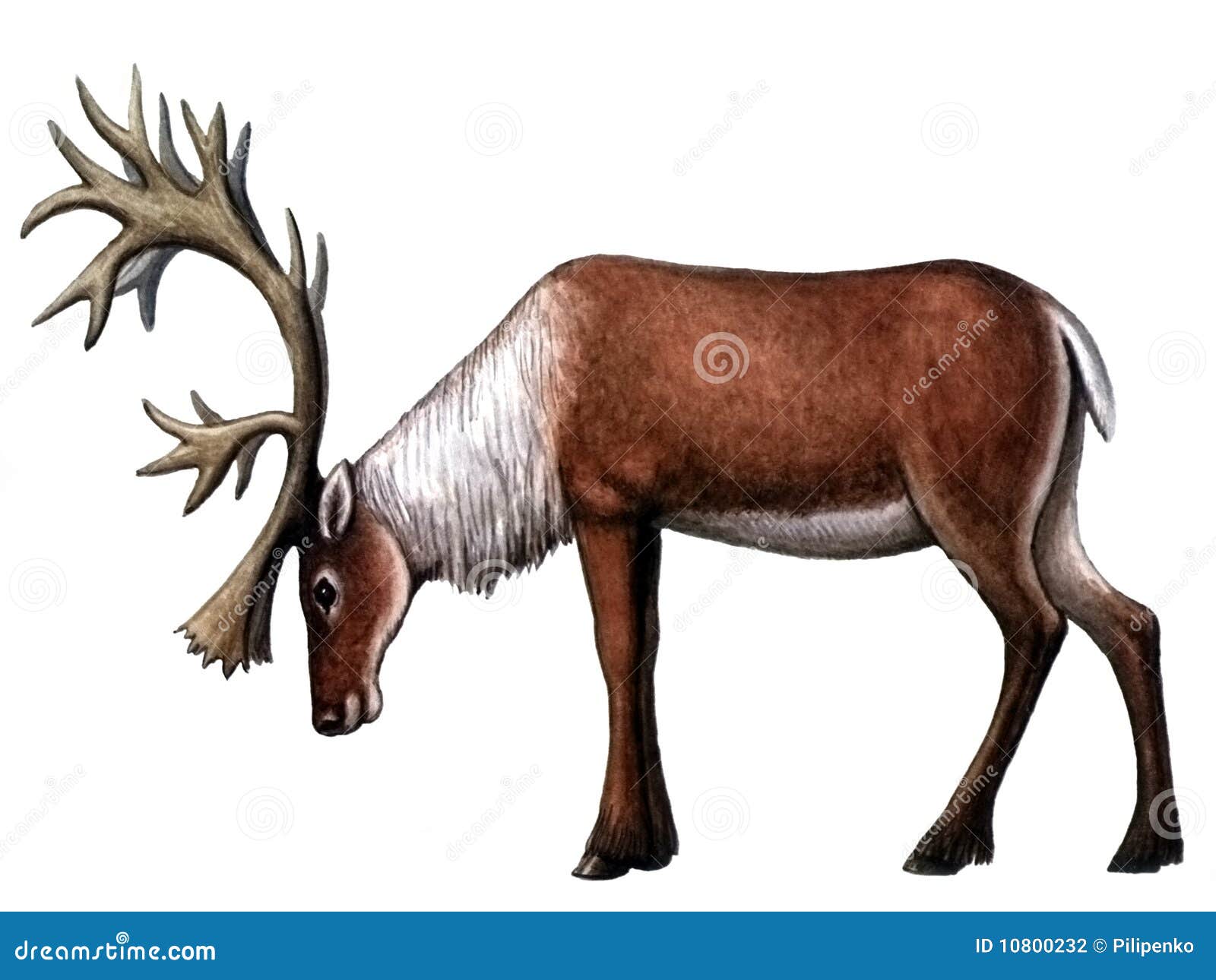 Reno Animal Fotografía de archivo - Imagen: 10800232