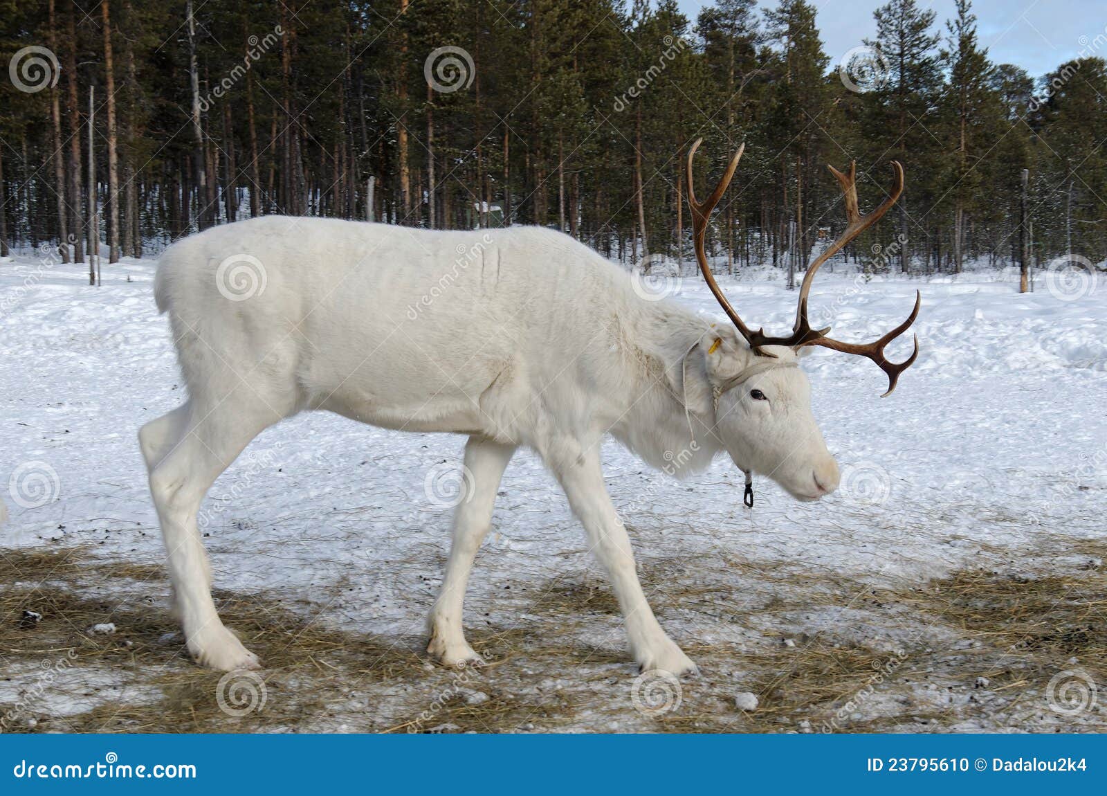 Reno blanco foto de archivo. Imagen de blanco, reno, crianza - 23795610