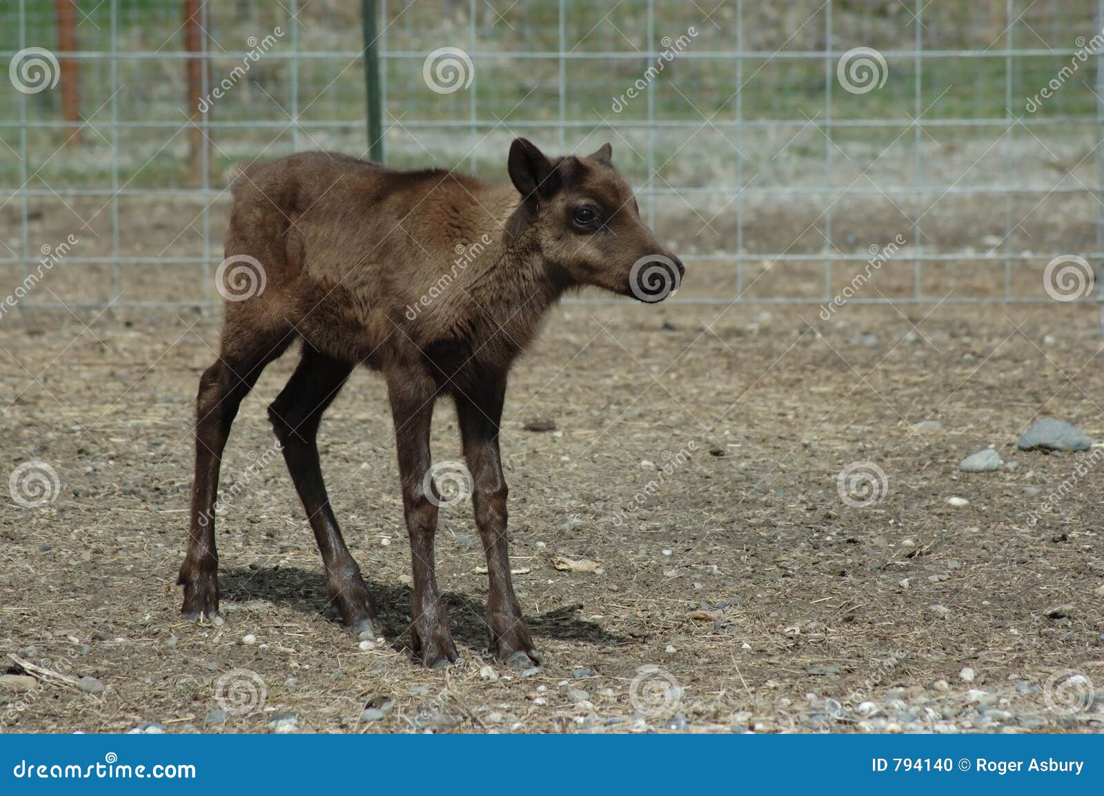 Reno del bebé foto de archivo. Imagen de borroso, reno - 794140
