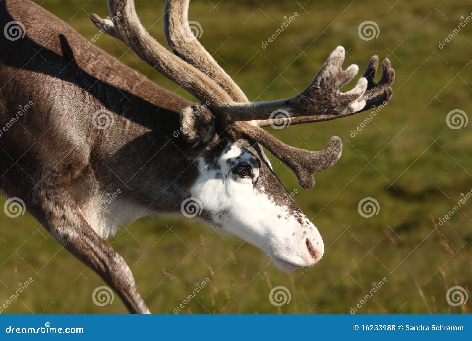 Reno en Noruega foto de archivo. Imagen de piedra, cornamentas - 16233988
