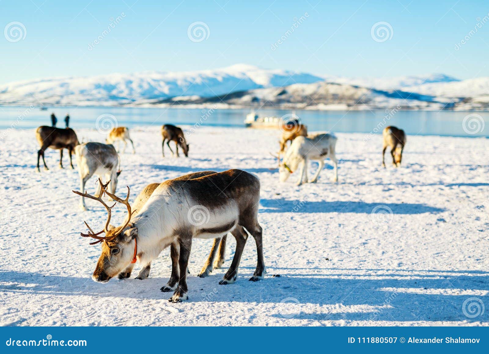 Reno En Noruega Septentrional Imagen de archivo - Imagen de invierno ...