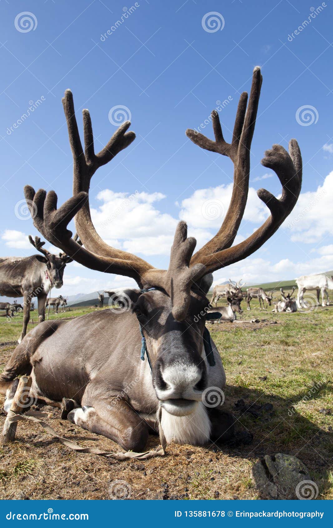 Reno Mongol Con Las Astas Grandes Foto de archivo - Imagen de mongolia ...
