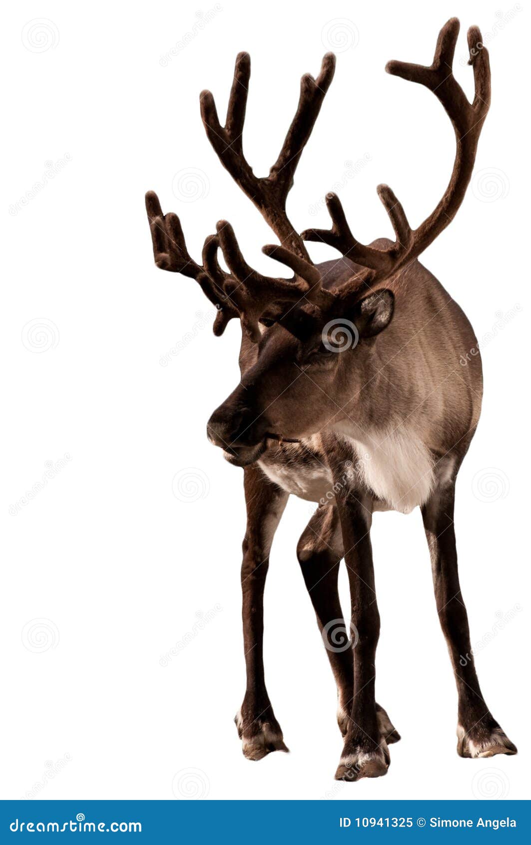 Reno que le mira imagen de archivo. Imagen de publicidad - 10941325