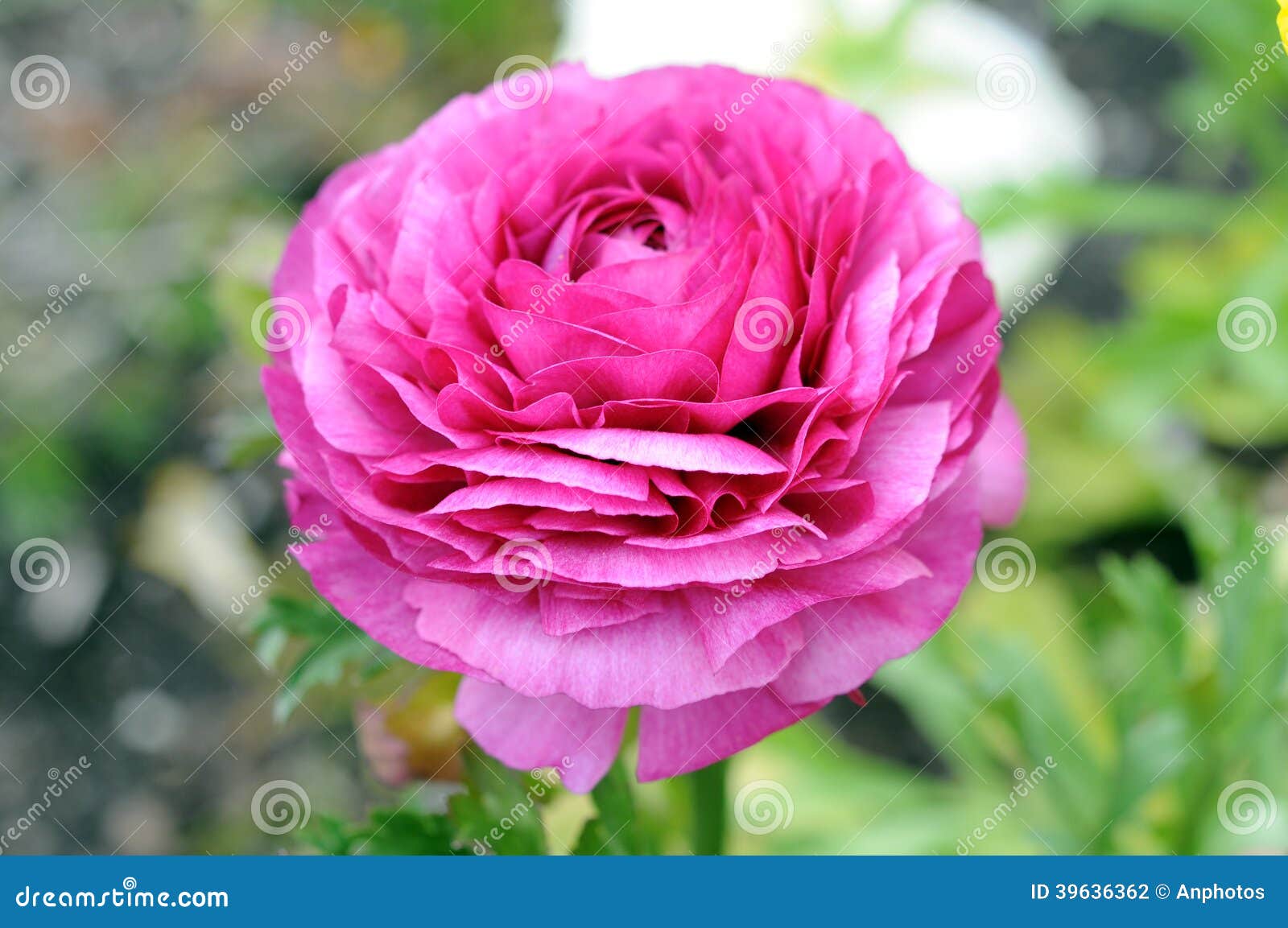 Renoncule Persane De Soufflement Rose Photo stock - Image du lisse ...