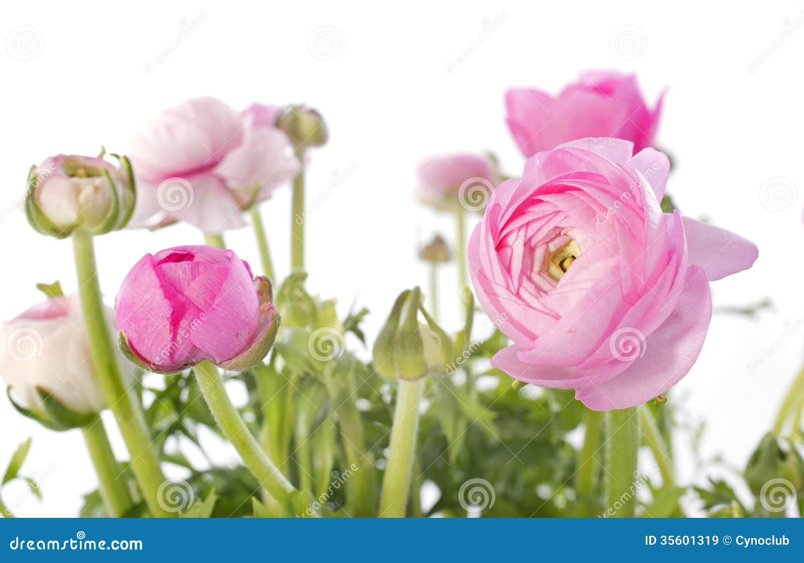 Renoncules roses image stock. Image du groupe, blanc - 35601319
