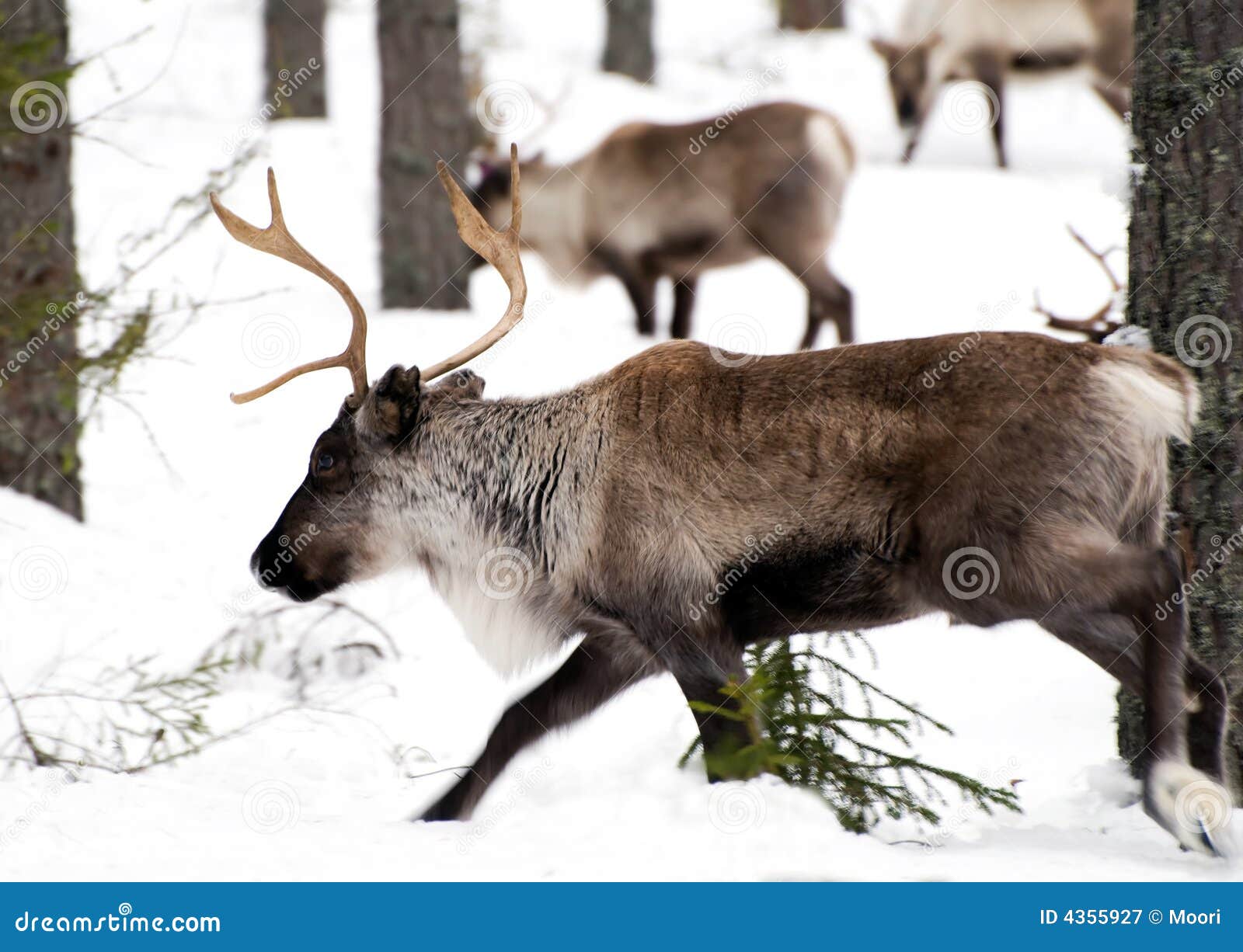 Renos imagen de archivo. Imagen de caza, cubo, blanco - 4355927