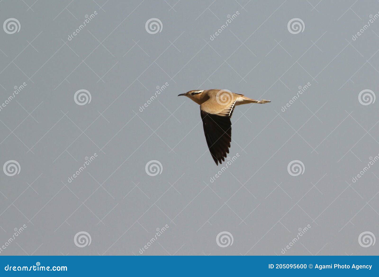 Renvogel, Cream-coloured Courser, Cursorius Cursor Stock Photo - Image ...