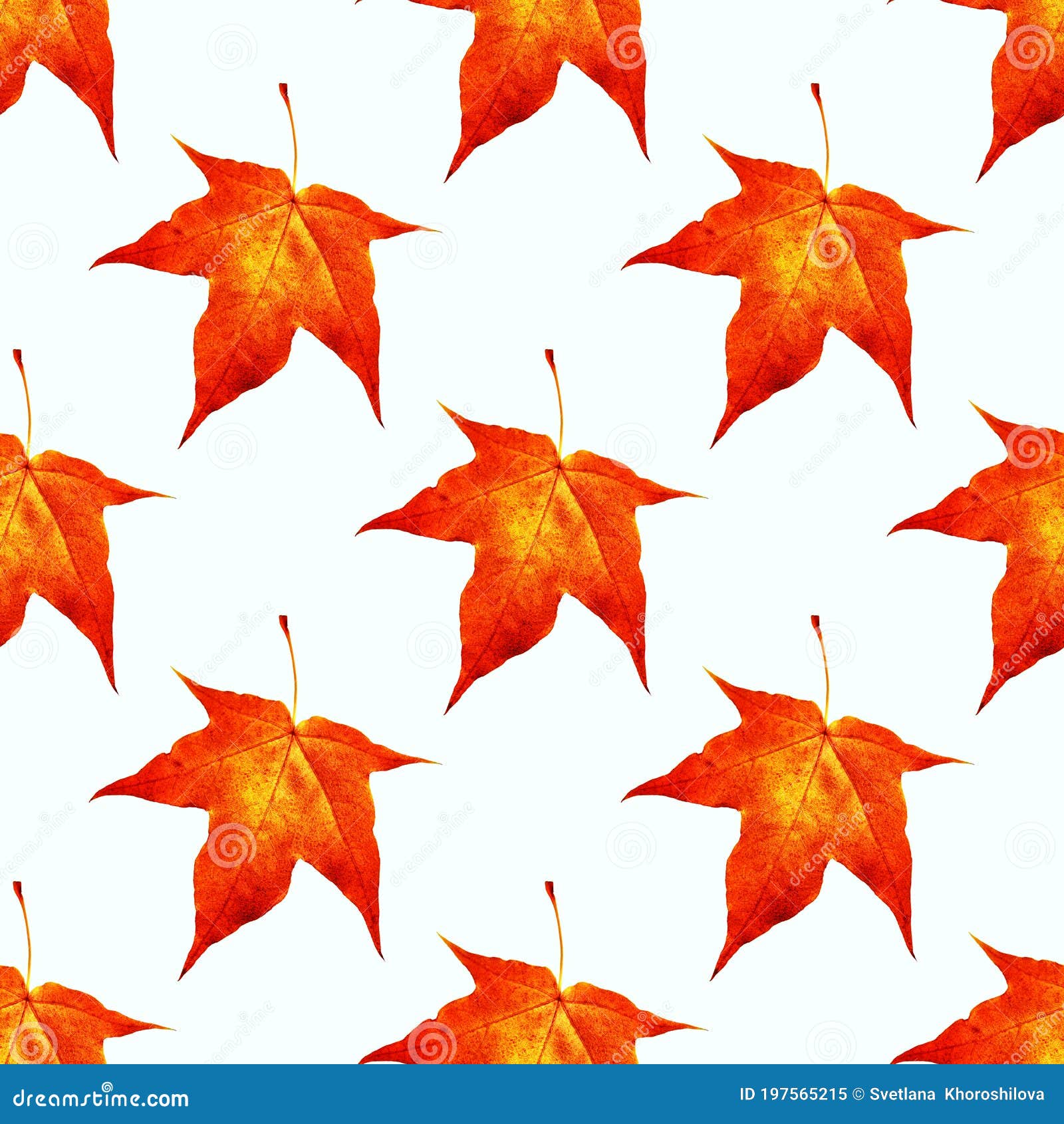 A Repeating Pattern of Red Maple Leaves on a White Background. Stock ...