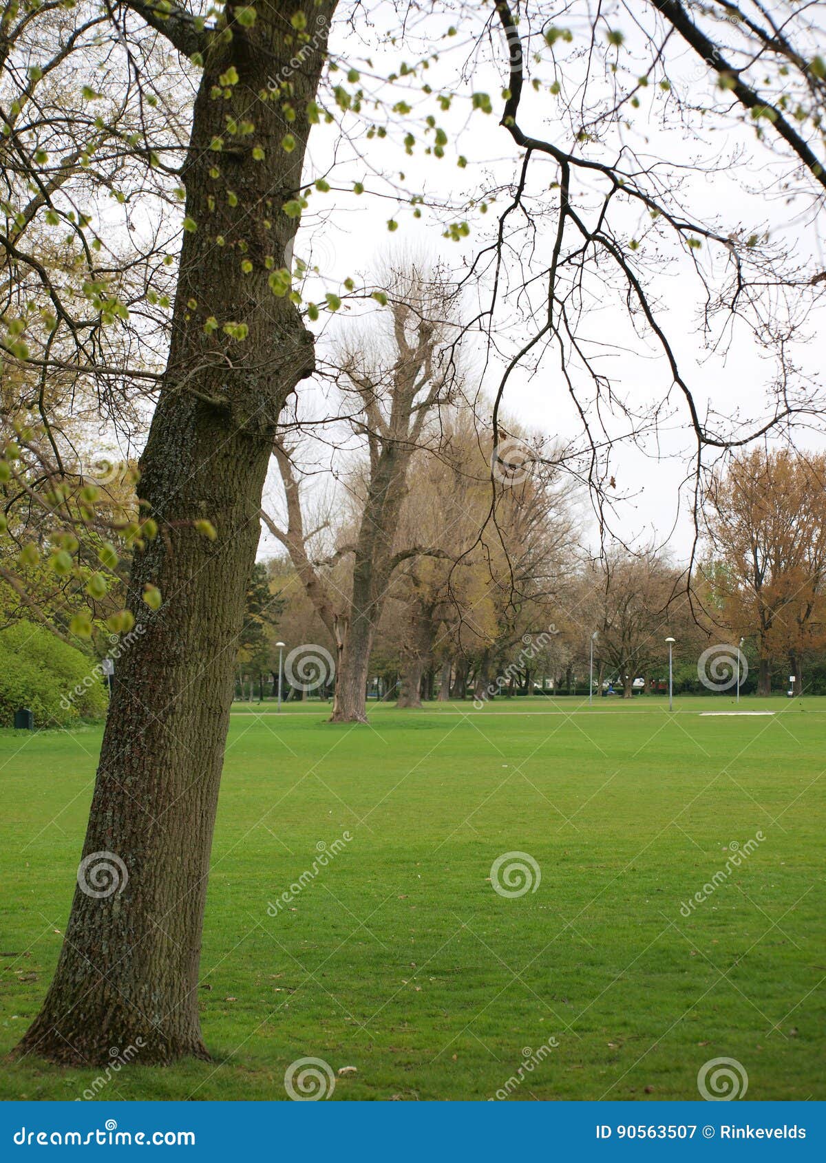 Repetition of trees stock image. Image of thehague, green - 90563507