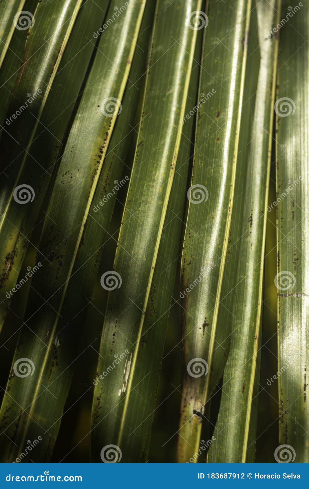Repetitive Patterns of a Palm Leaf. Lines Made by Nature Stock Photo ...