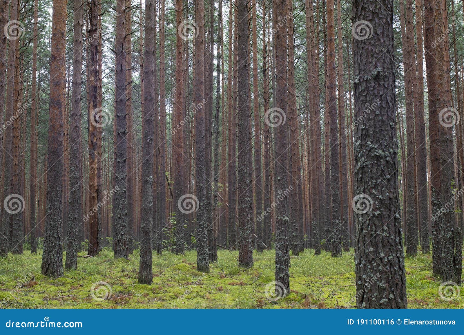Repetitive Rows of Pines in a Pine Forest. Blueberry Forest Stock Photo ...