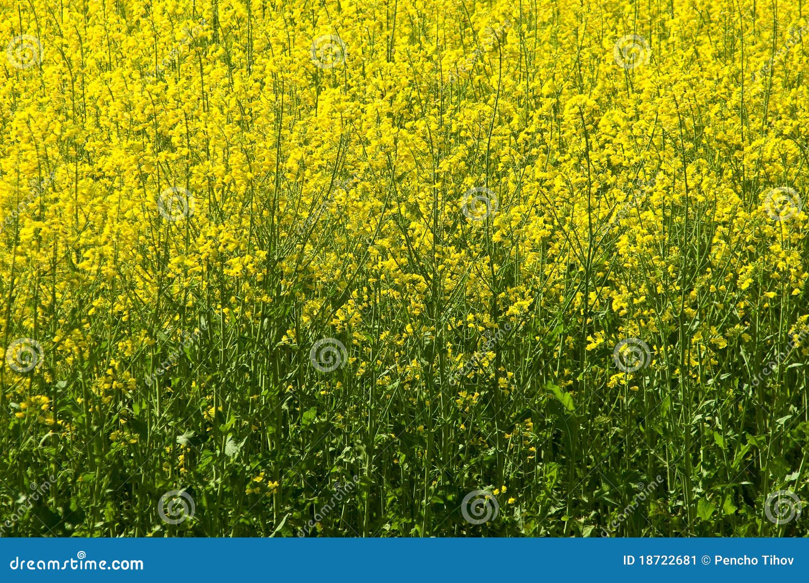Repko levels stock image. Image of forage, levels, agriculture - 18722681