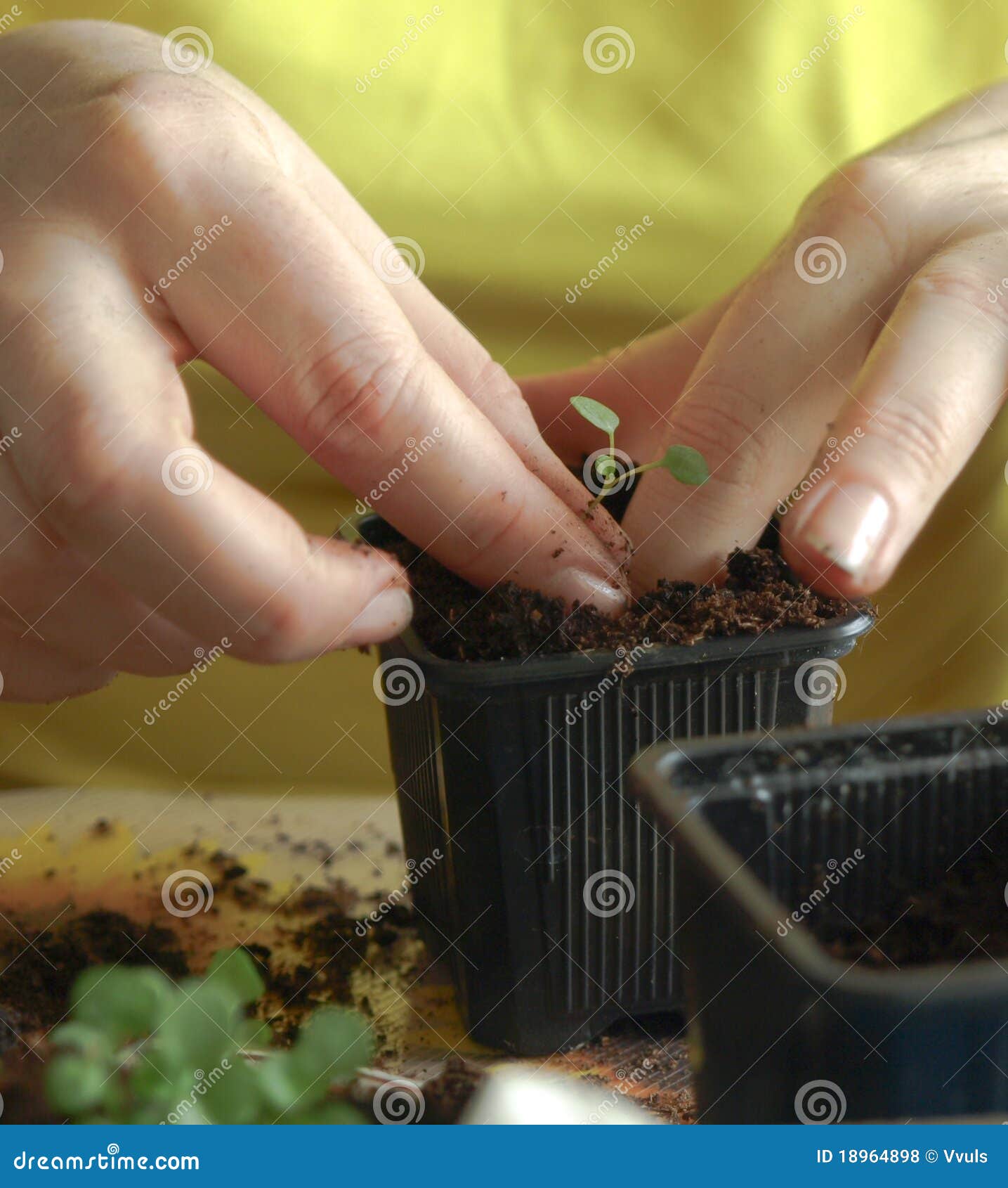 Replanting stock photo. Image of replant, woman, garden - 18964898