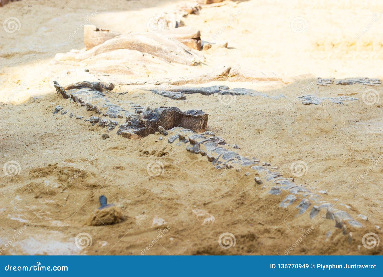 Replica Dinosaur Fossil on the Sand Ground Stock Image - Image of ...