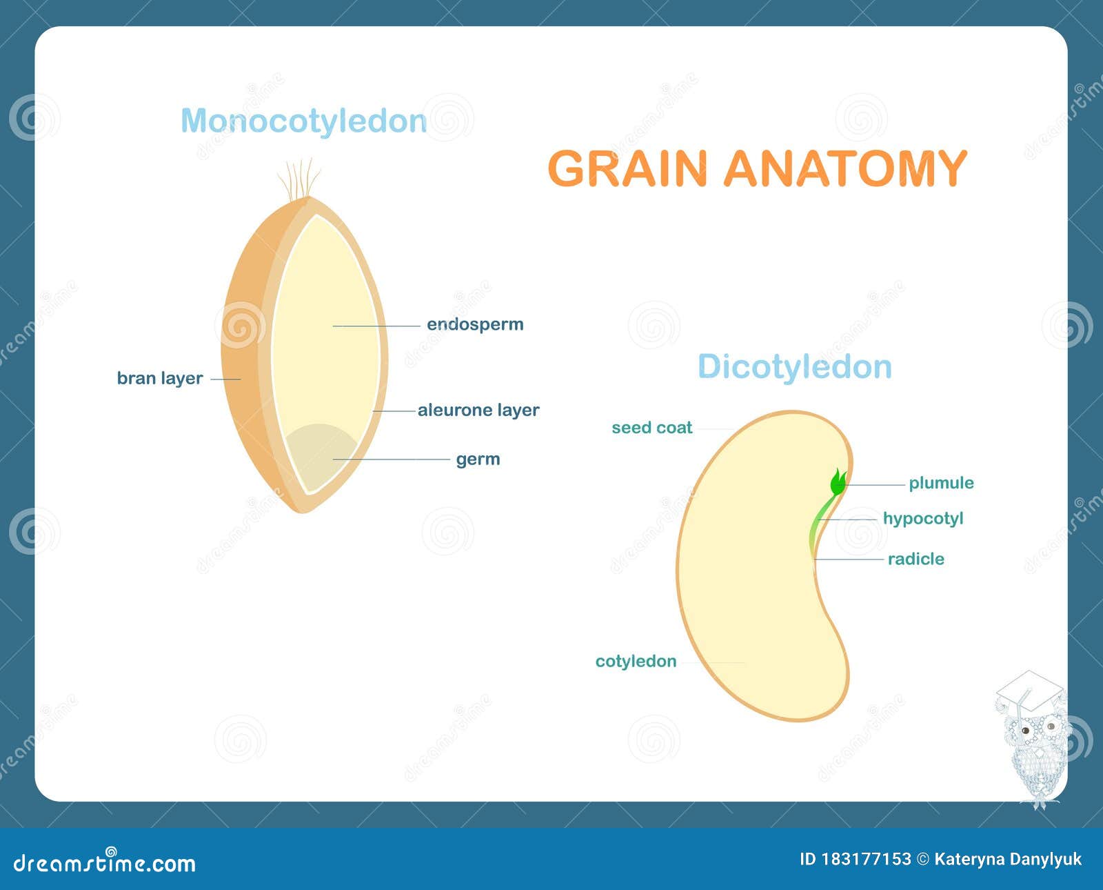 Seed Anatomy Scheme, Monocotyledon and Dicotyledon. Bean, Wheat Seed ...