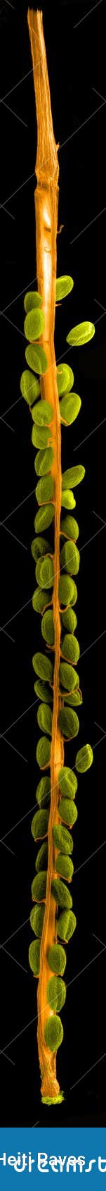 Replum and Seeds of Thale Cress Stock Image - Image of science, cell ...