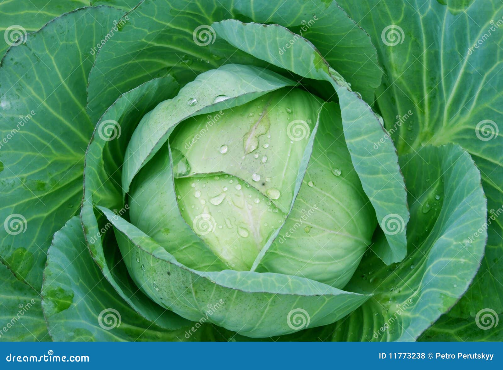 Repolho foto de stock. Imagem de repolho, folha, brilhante - 11773238