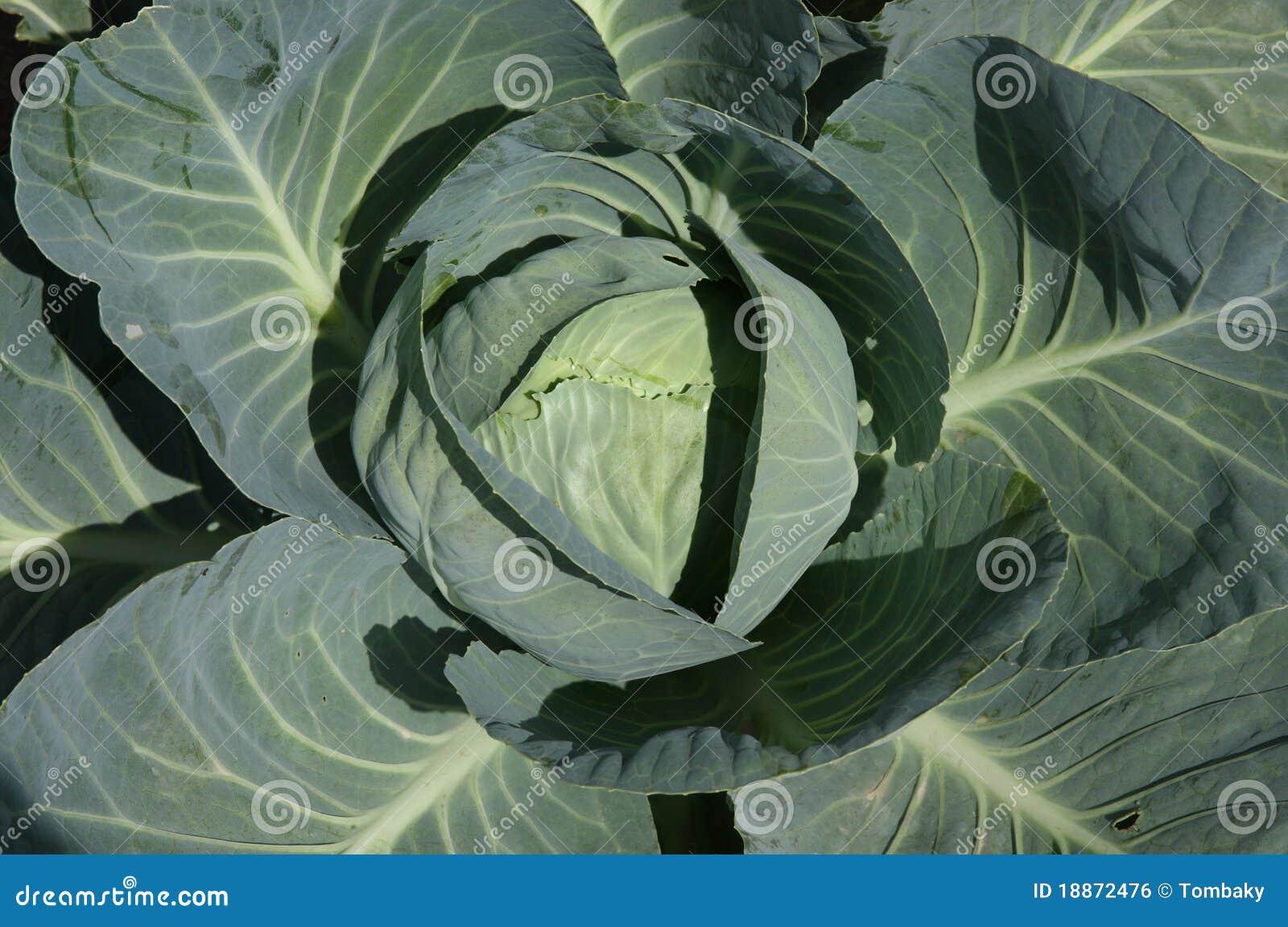 Repolho foto de stock. Imagem de ingrediente, folha, detalhe - 18872476