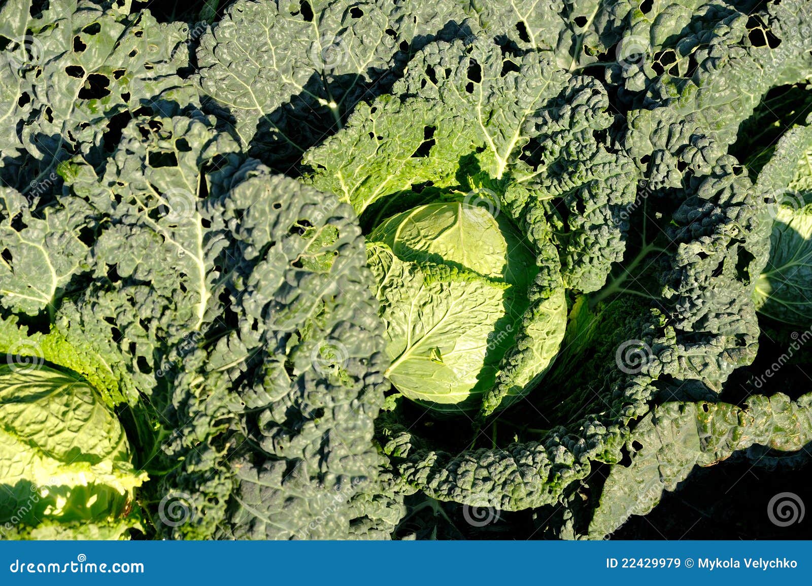 Repolho imagem de stock. Imagem de agricultura, folha - 22429979