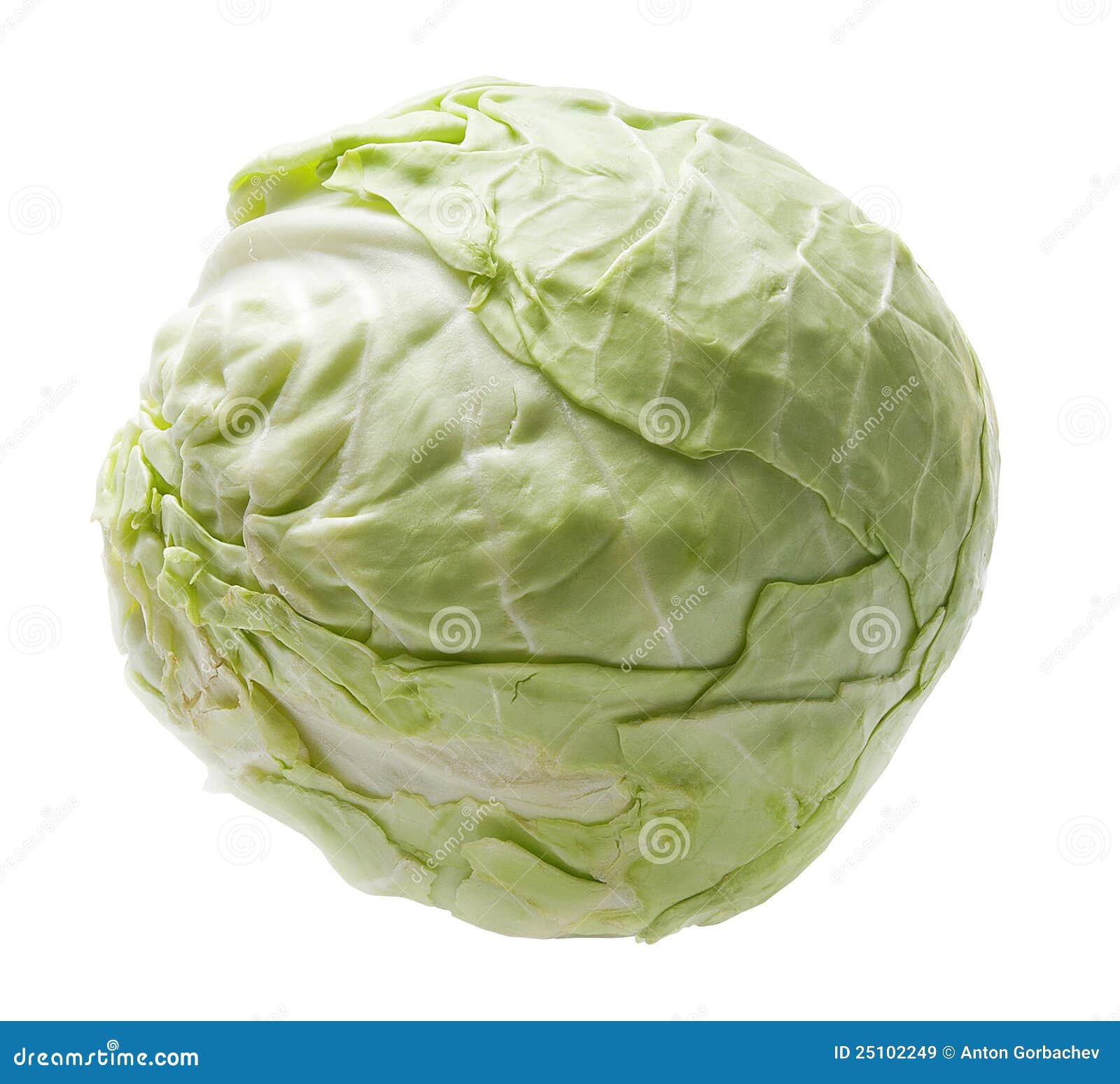 Repolho branco imagem de stock. Imagem de alimento, repolho - 25102249