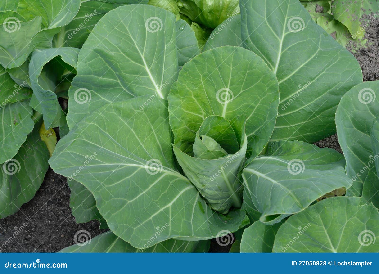Repolho branco foto de stock. Imagem de barba, norte - 27050828