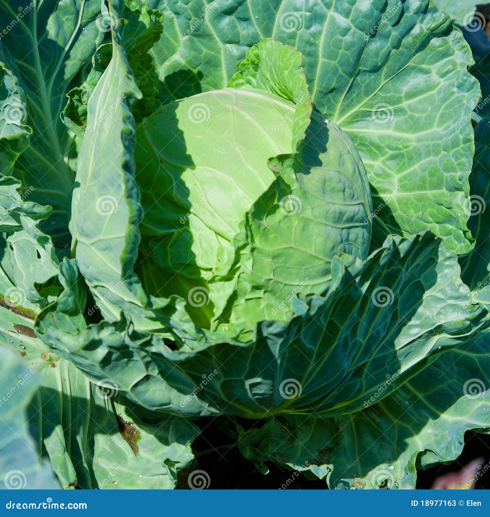 Repolho branco vegetal imagem de stock. Imagem de horticultura - 18977163