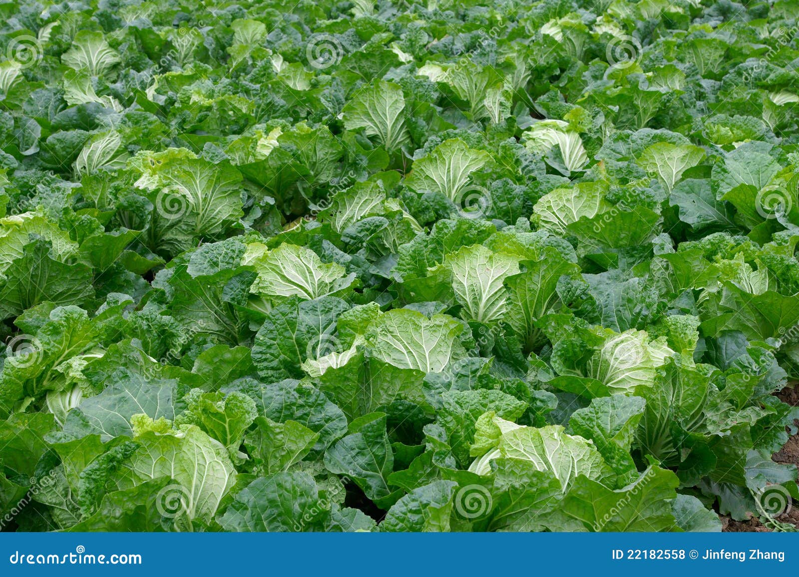 Repolho chinês foto de stock. Imagem de aipo, chinês - 22182558