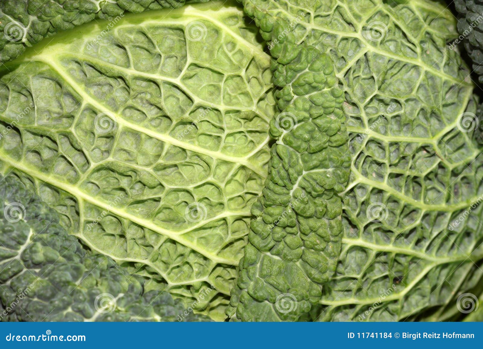 Repolho de Savoy foto de stock. Imagem de crescido, ingrediente - 11741184