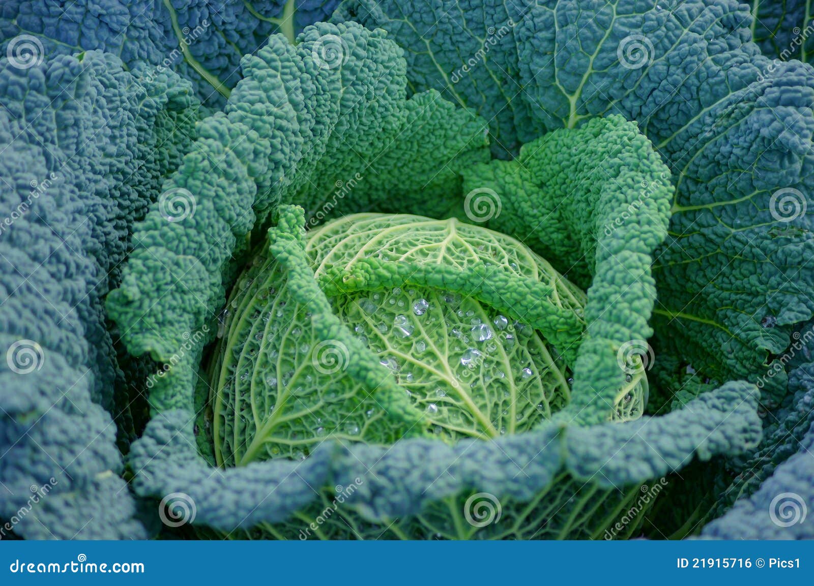Repolho de Savoy foto de stock. Imagem de inverno, verde - 21915716